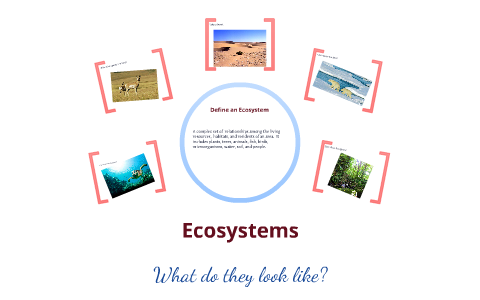 What Does an Ecosystem Look Like? by Laura Wayland on Prezi