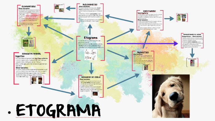 ETOGRAMA by Samy Prieto on Prezi