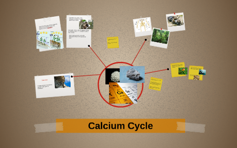 Calcium Cycle by Diego Saldana on Prezi
