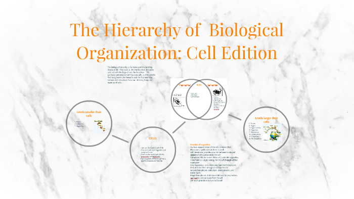 The Hierarchy of Biological Organization: Cell Edition by Trisha ...