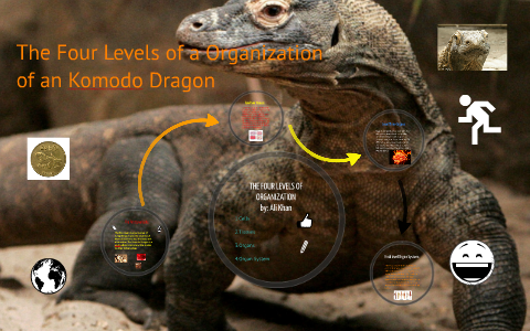 The Four Levels of a Organization of an Komodo Dragon by Ali Khan on Prezi
