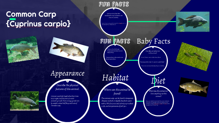 Common Carp by Zainab Anifowoshe on Prezi