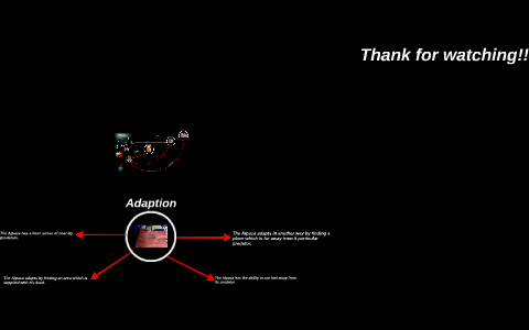 Himalayan Alpine Food Chain by Anirudh Raju on Prezi