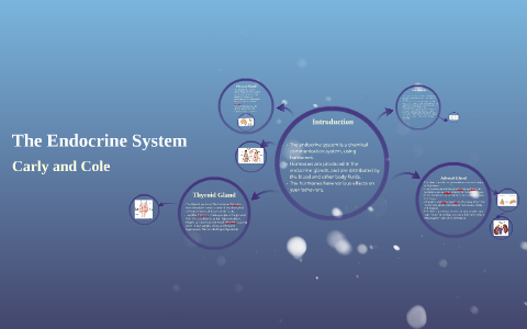 The Endocrine System by Carly Pfaff on Prezi
