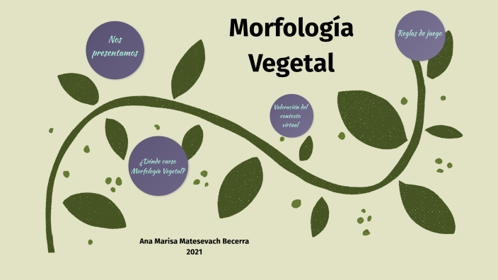 Morfología Vegetal-Presentación by Marisa Matesevach on Prezi
