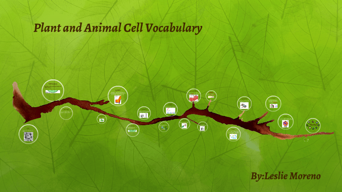 Plant and Animal Cell Vocabulary by Leslie Moreno