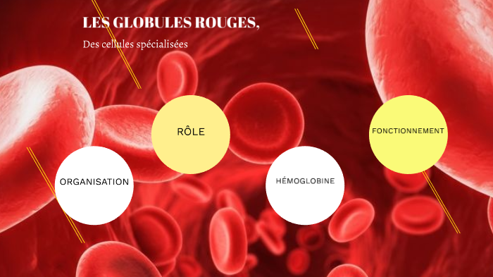 diapo svt by cassandre love on Prezi