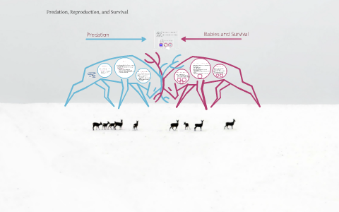 Predetion and Reproductive Patterns for Survival by Stephanie Martin on ...