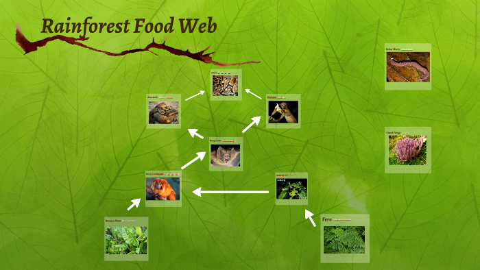 Rainforest Food Web by Fiona Kelly on Prezi