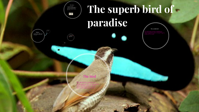 The suburb bird of paradise by Momin Bilal on Prezi