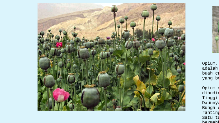 Opium, apiun, atau candu (slang Bahasa Inggris: poppy) adala by Fell ...