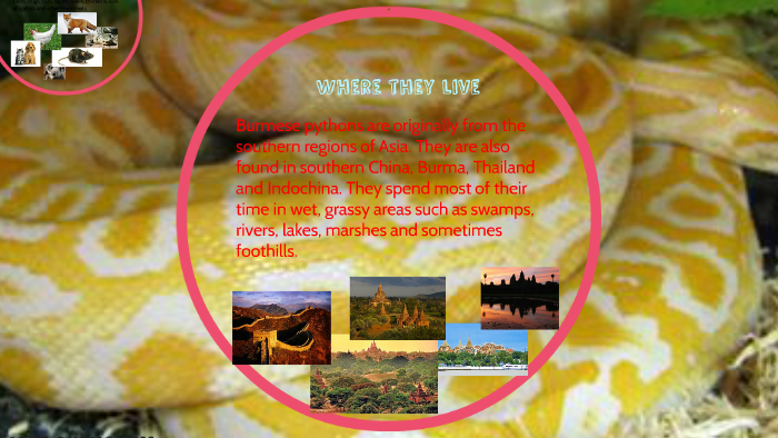 Burmese Pythons by Kayla Rebbeca on Prezi