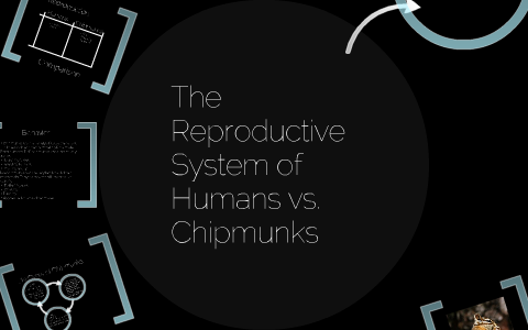 Reproductive Systems of Humans vs. Chipmunks by jane smith on Prezi