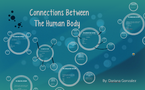 Connection Between The Human Body by Alanis Ferris on Prezi
