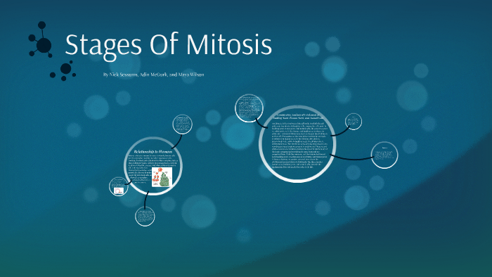 Stages Of Mitosis by Nick Sessums on Prezi