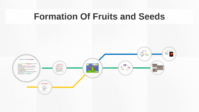 Formation Of Fruits and Seeds by Abdu Muhaimin on Prezi