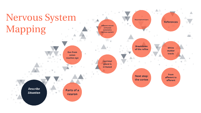 Nervous System Mapping by Allison Gergely