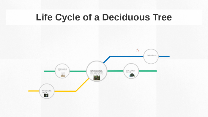Life Cycle of a Deciduous Tree by PHE Student on Prezi