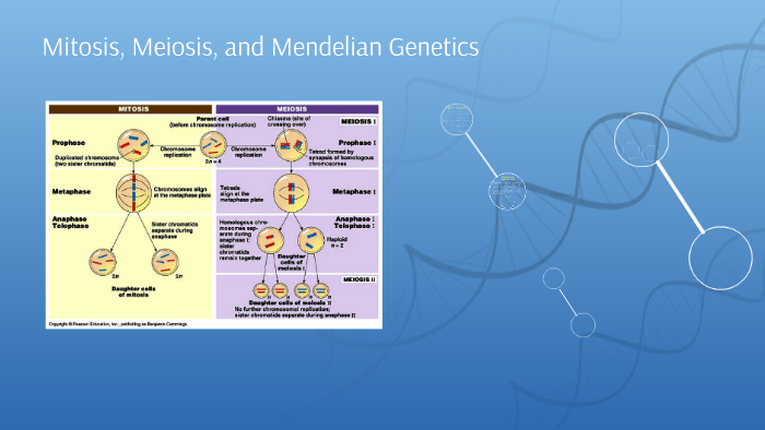 Mitosis, Meiosis, and Mendelian Genetics by Erica Thompson on Prezi