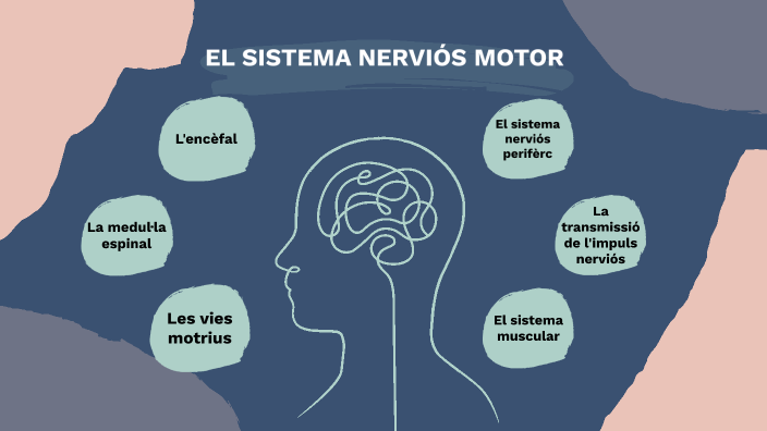 El sistema nerviós motor by Silvia Cabeza Hoyo on Prezi