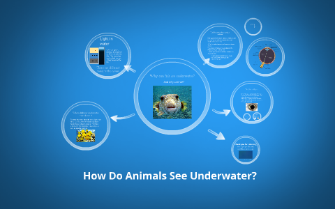 How Do Animals See Underwater? by Olivia Wentzel on Prezi