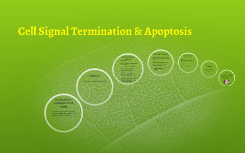 Cell Signal Termination & Apoptosis by Marissa B on Prezi