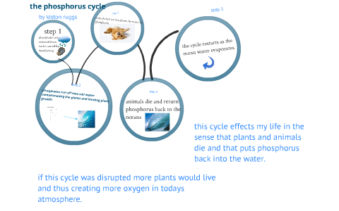 phosphorus cycle project by kiston ruggs on Prezi