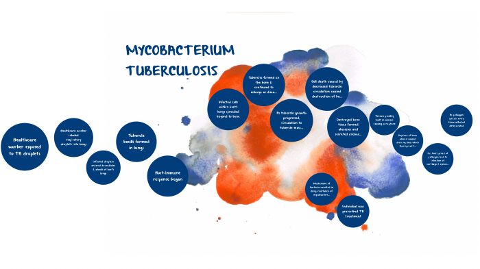 TB Flow Chart by Julia :) on Prezi
