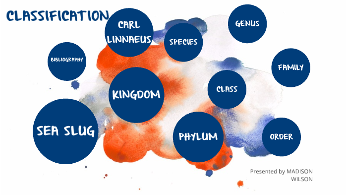 CLASSIFICATION -sea slug by Madison Wilson on Prezi