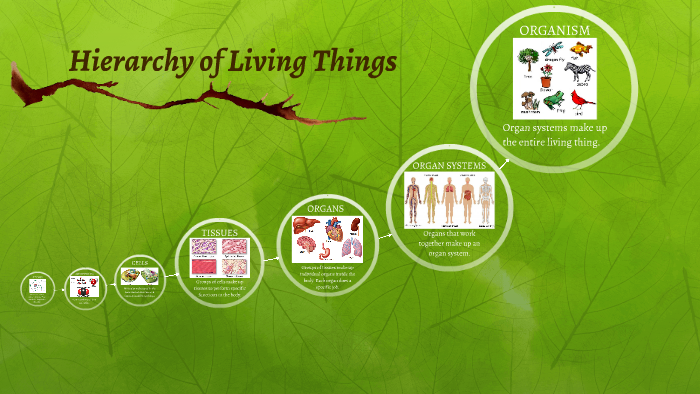 Hierarchy of Living Things by jamie jarvis on Prezi