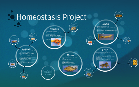 Homeostasis Project by elina magistro on Prezi