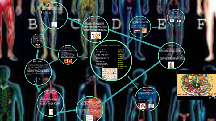 11 human body systems by lucy narobi on Prezi
