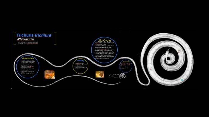 Trichuris trichiura by Sarah Geisen on Prezi