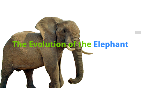 The Evolution of the Elephant by Rebecca Elliott on Prezi