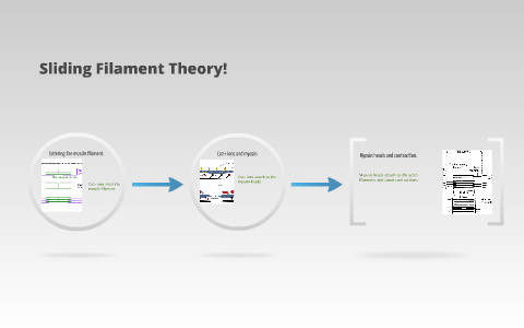 Sliding Filament Theory! by Tori Brooke on Prezi