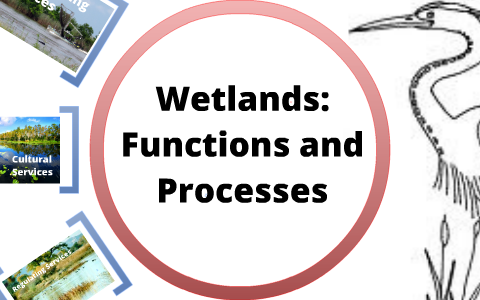 Wetlands: Functions and Processes by Austin Thompson on Prezi