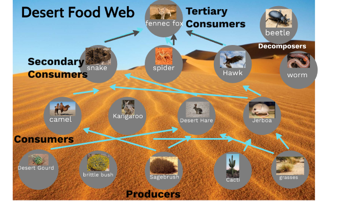 Science food web by CHRISTIAN RICHARDSON on Prezi