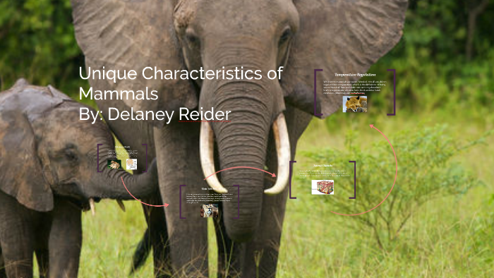 Unique Characteristics of Mammals by Delaney Reider on Prezi