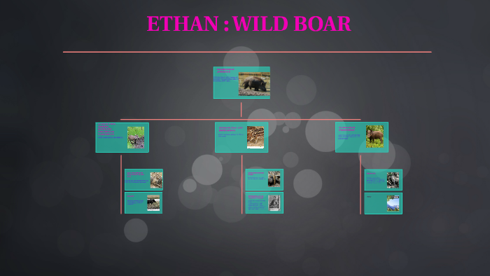 ETHAN : WILD BOAR by rosemarie mourad on Prezi