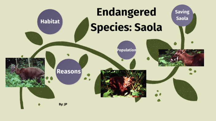 Endangered Species Class- Saola by Ho Park on Prezi