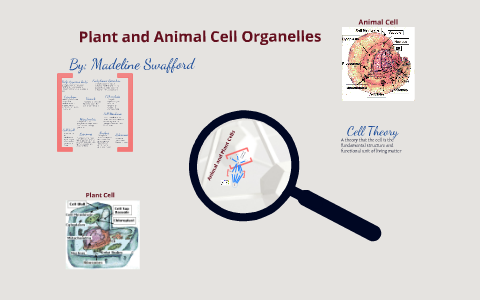 Plant and Animal Cell Organelles Project by Madeline S on Prezi