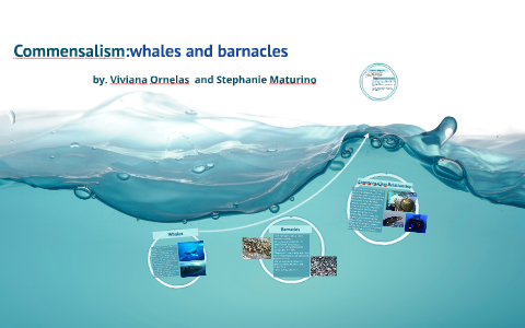 Commensalism:whales and barnacles by stephanie maturino on Prezi