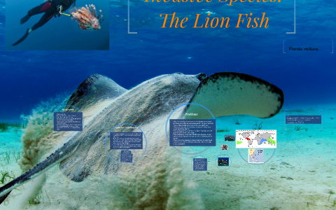 Invasive Species: The Lion Fish by Meghan Lyttle on Prezi