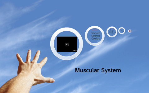 Muscular System by Dane Broadhead