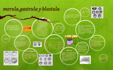 morula by carlos maldonado on Prezi