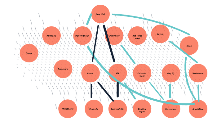 Yellowstone National Park Food Web by Charlie Redding on Prezi
