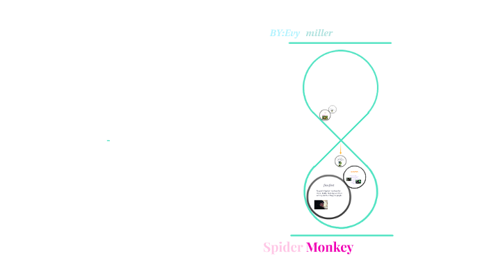 spider monkey by sara mangold on Prezi