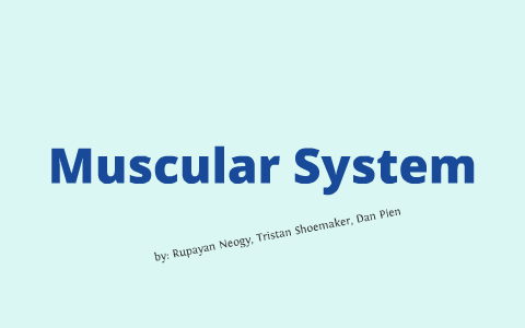 Muscular System Project by Daniel Pien on Prezi