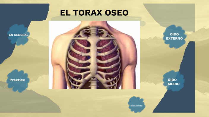 EL TORAX OSEO by SAMIRA CUAYLA MAMANI on Prezi