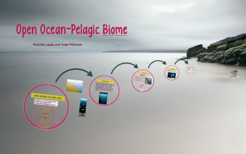 Open Ocean-Pelagic Biome by Hope Peterson on Prezi